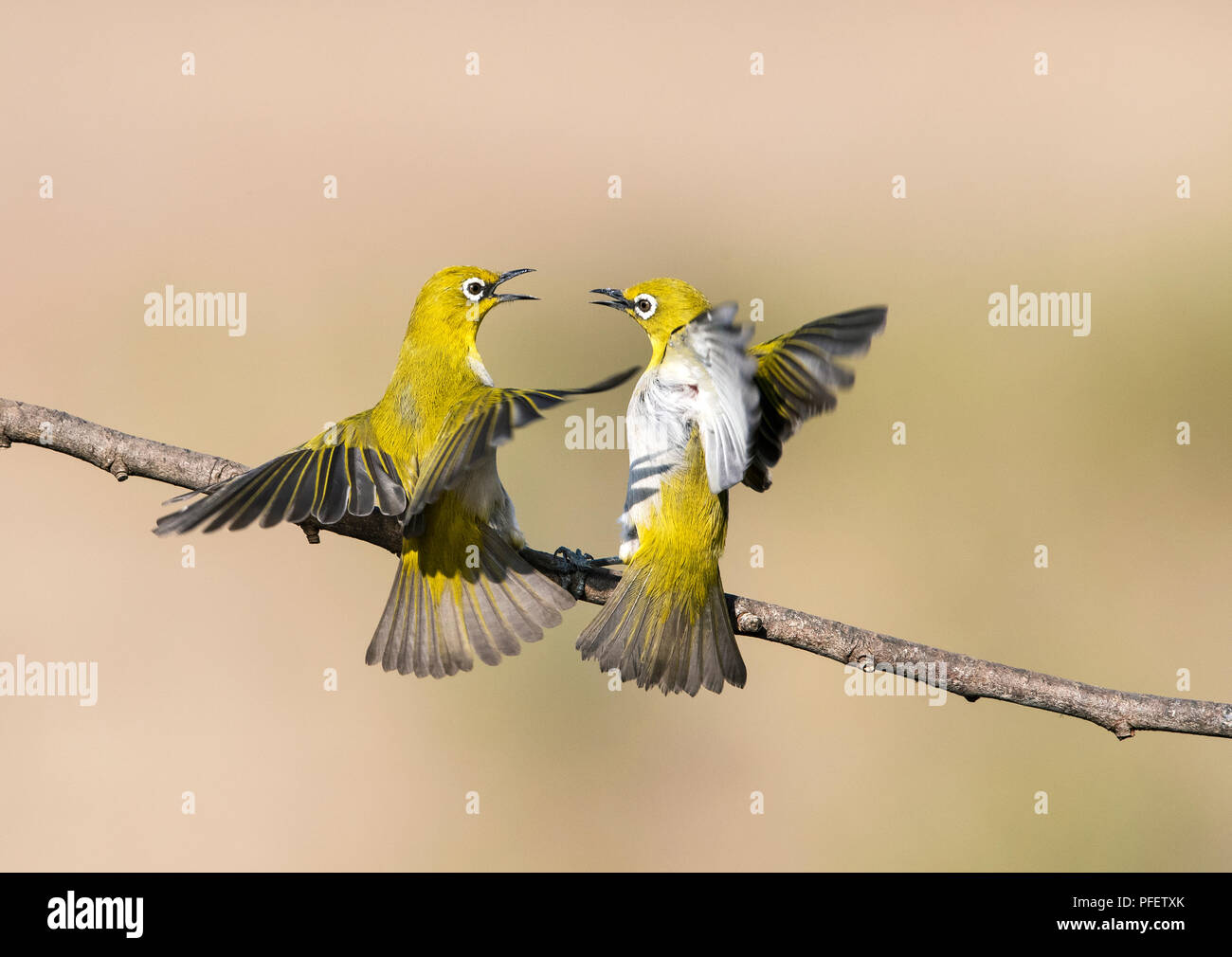 Indian white eye zosterops hi-res stock photography and images - Alamy