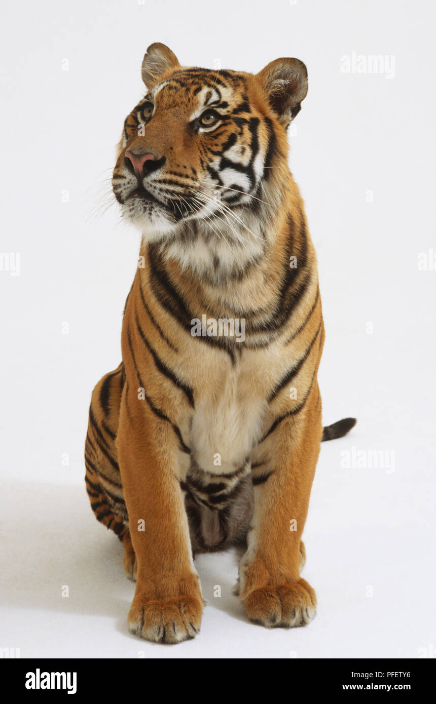 Seated Tiger (Panthera tigris) facing sideways, front view Stock Photo ...