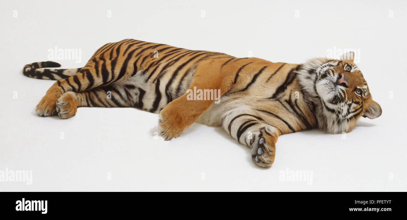 Tiger (Panthera tigris) lying on its side Stock Photo - Alamy