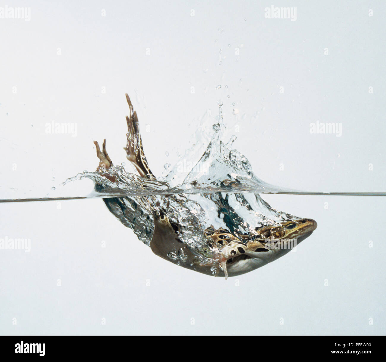 Leopard Frog (Rana) landing in water Stock Photo - Alamy