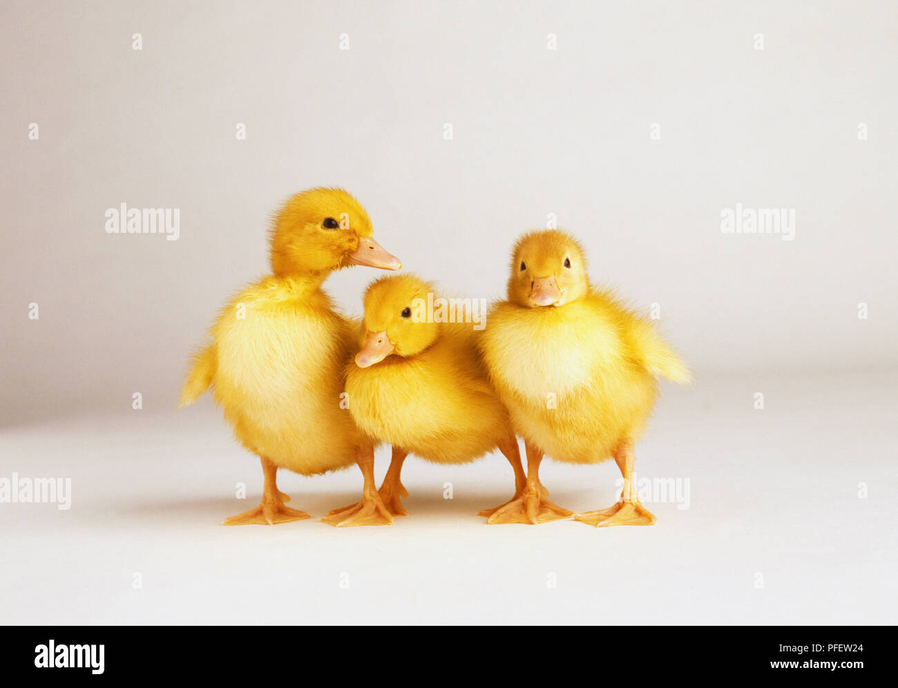 Three ducklings hi-res stock photography and images - Alamy