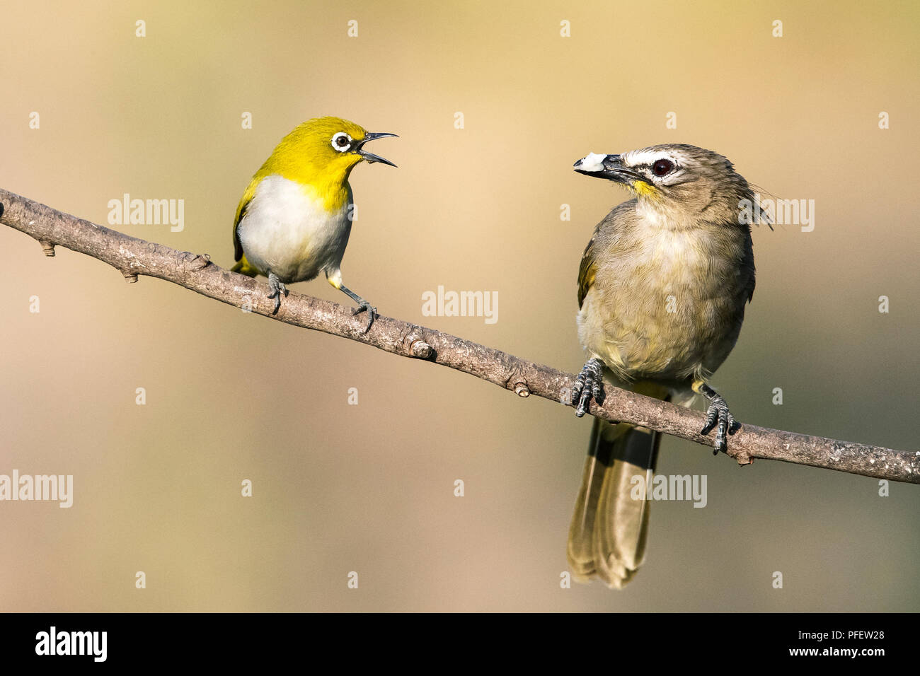 The image of Oriental white-eye (Zosterops palpebrosus) with white ...