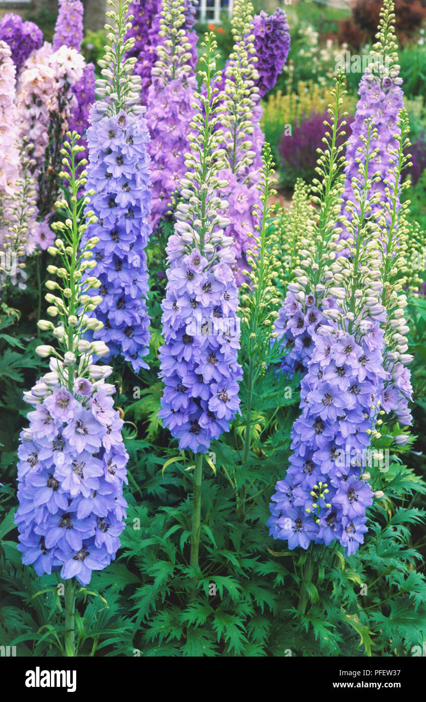 Tall blue flower spikes hi-res stock photography and images - Alamy