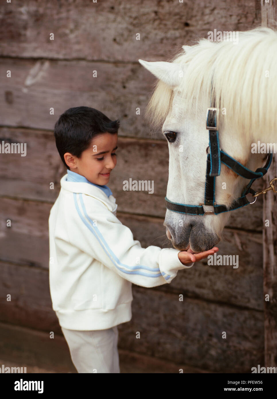 Young boy feeding a grey pony Stock Photo - Alamy