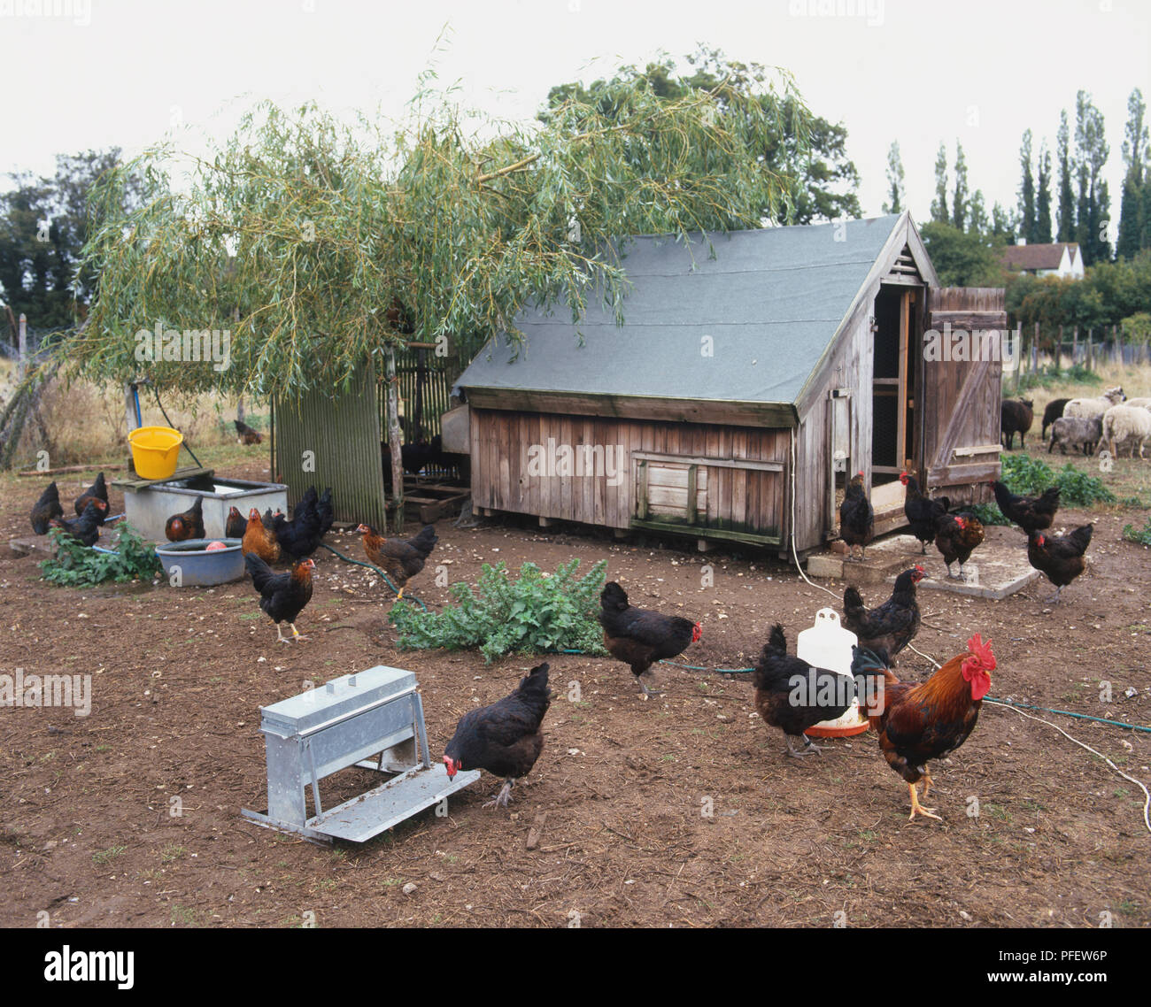 Free range chickens roaming around a fenced enclosure, housing, feeder ...