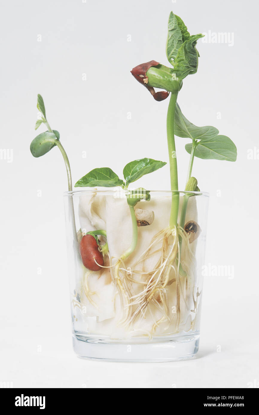 Leafy green sprouts growing out of kidney bean inside a glass padded ...