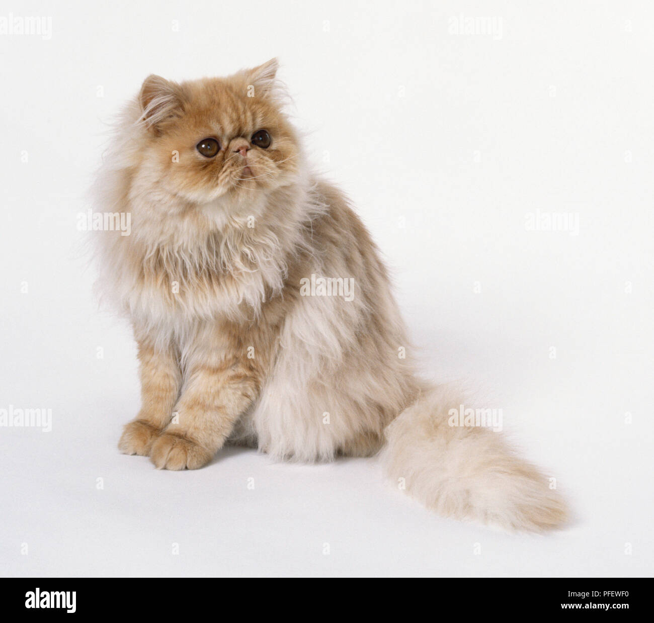 Red Shaded Cameo Persian longhaired cat with small ears, round paws and ...