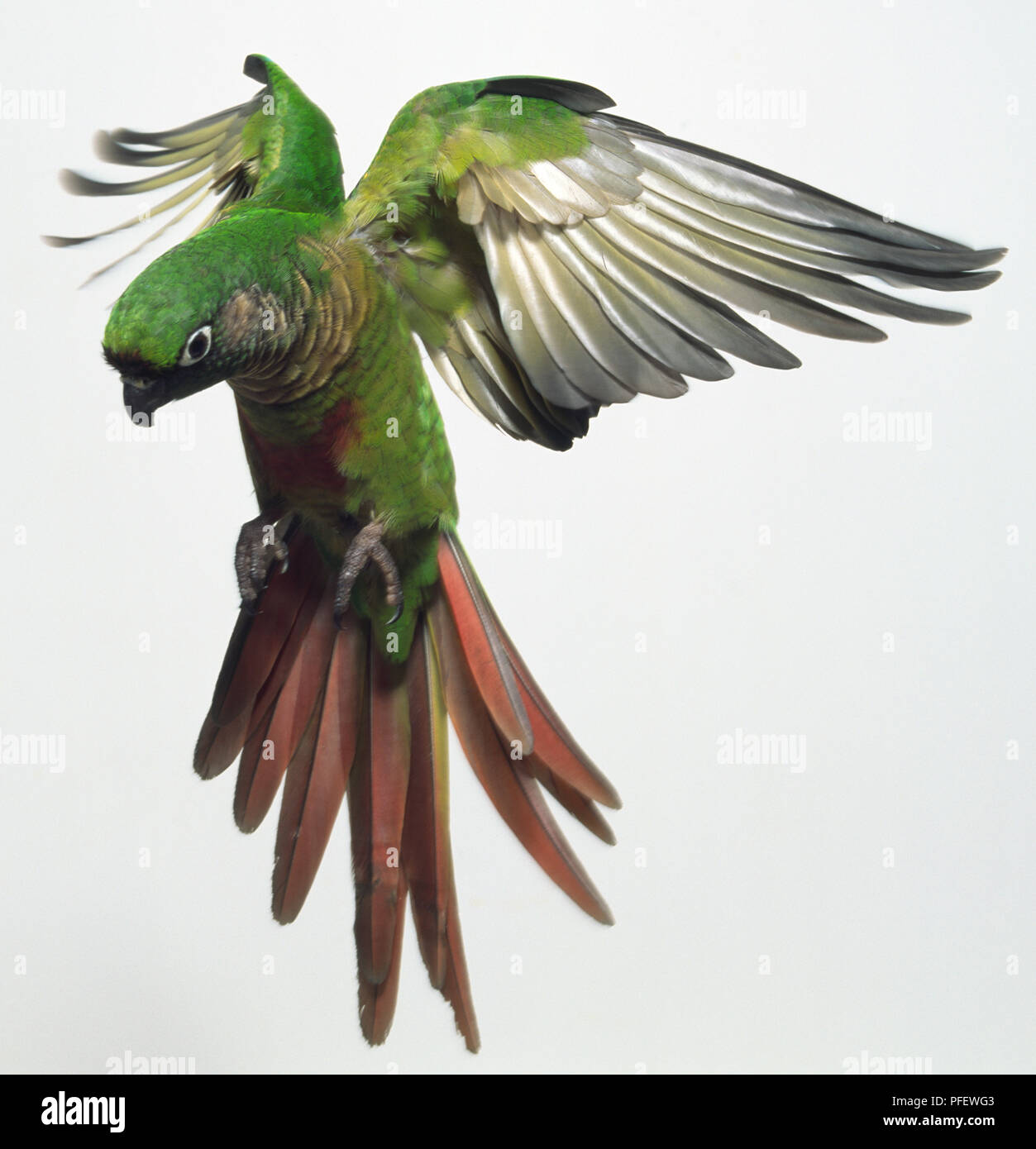 Front view of a Red-Fronted Parakeet, with head down, in mid air about ...
