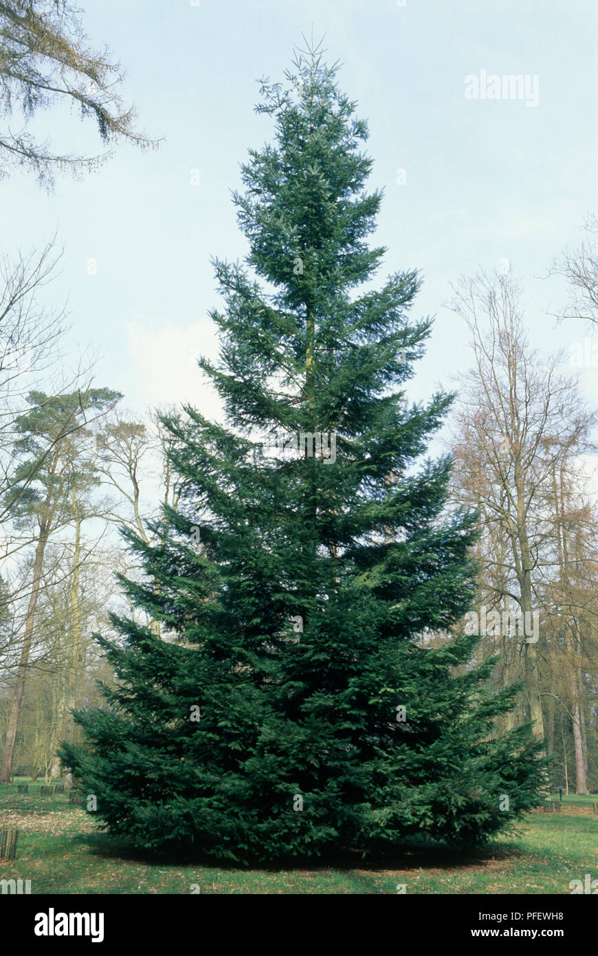Grand fir (Abies grandis) in parkland Stock Photo - Alamy