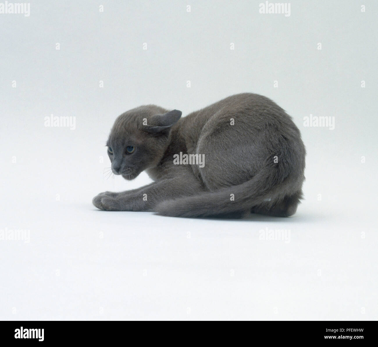 Frightened animal hi-res stock photography and images - Alamy