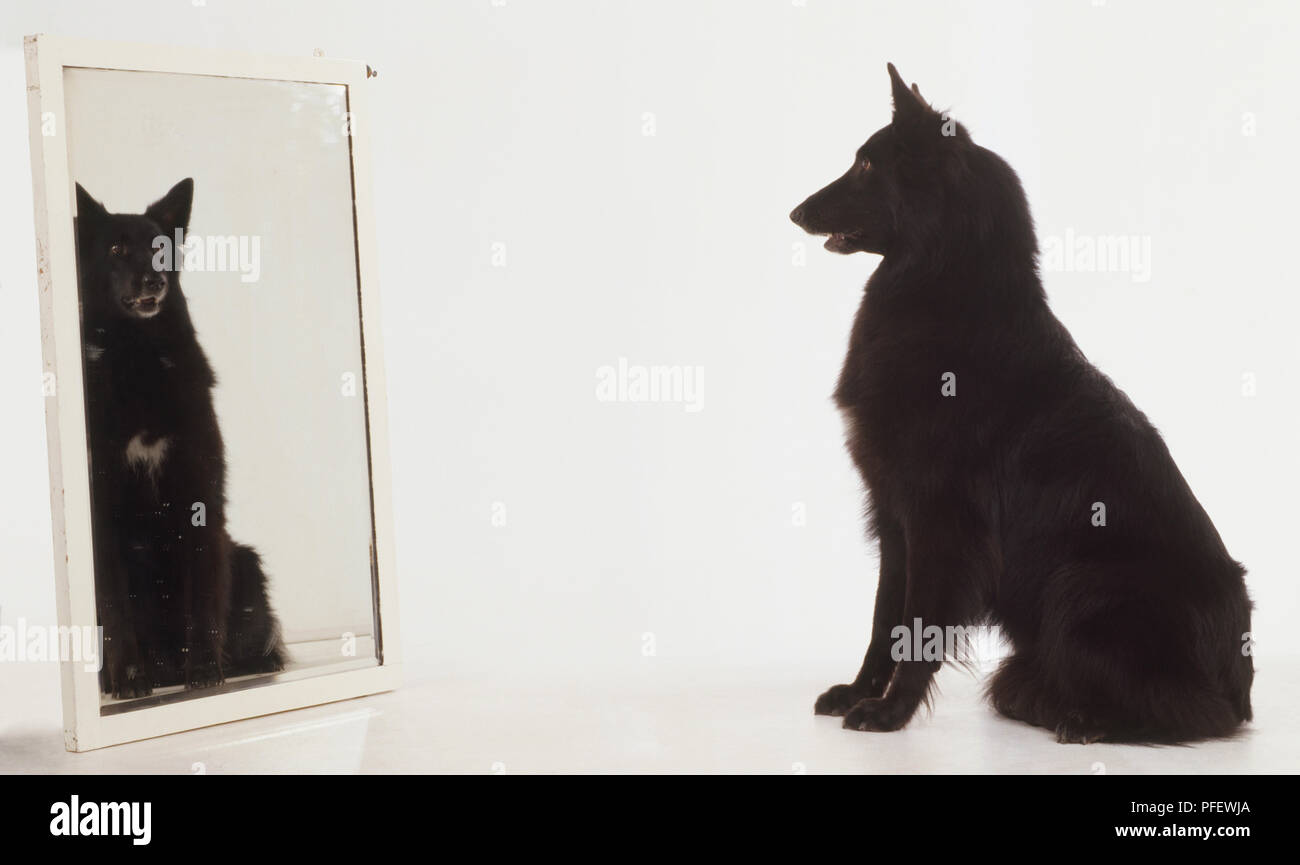 Quizzical dog hi-res stock photography and images - Alamy