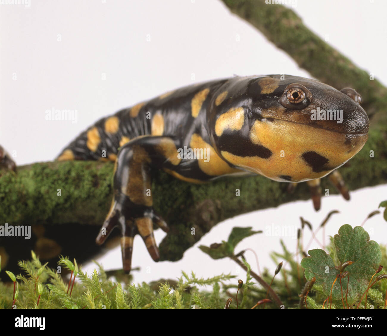 Spotted Salamander, smooth black skin with bright yellow spots, wide ...