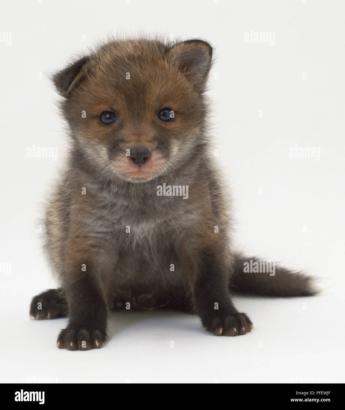 Vulpes vulpes, red fox, family canidae, front view two new born fox cub ...