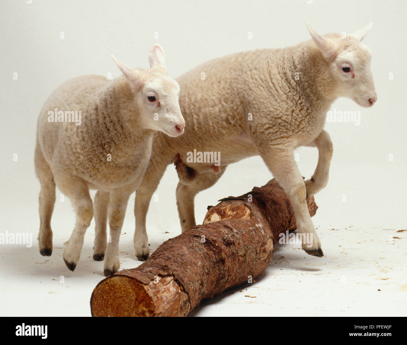 Two lambs, 8 weeks old, running, playing, jumping over log, male parts ...