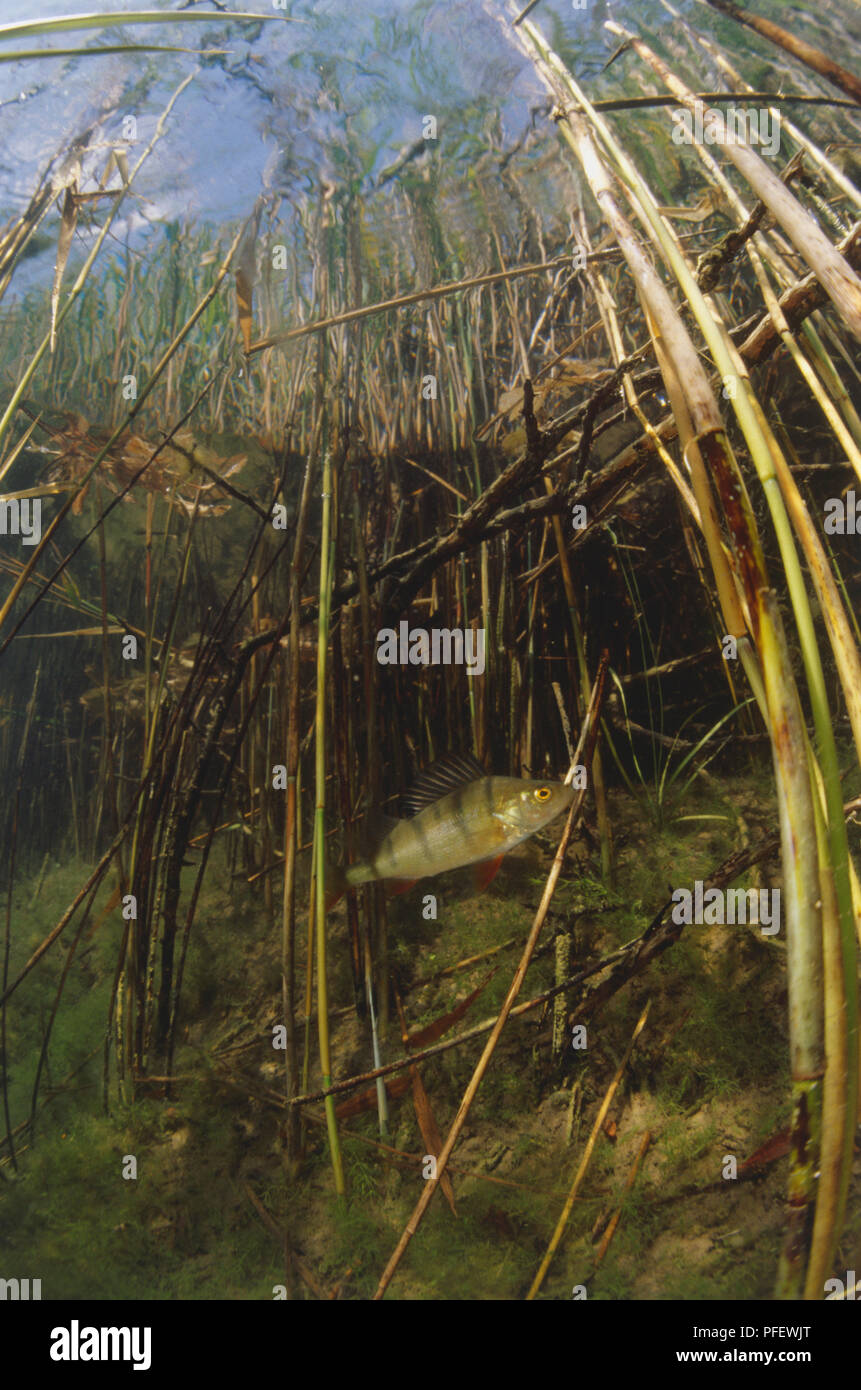 Underwater a small perch fish swims through reeds camouflaging with its ...