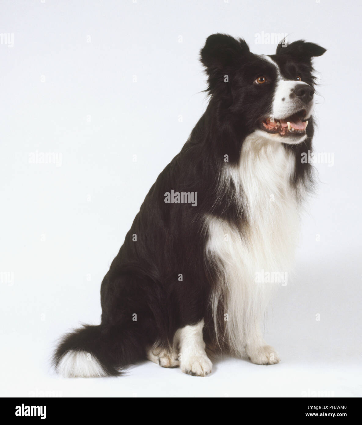 Black and white Border Collie (Canis familiaris) sitting and looking up ...