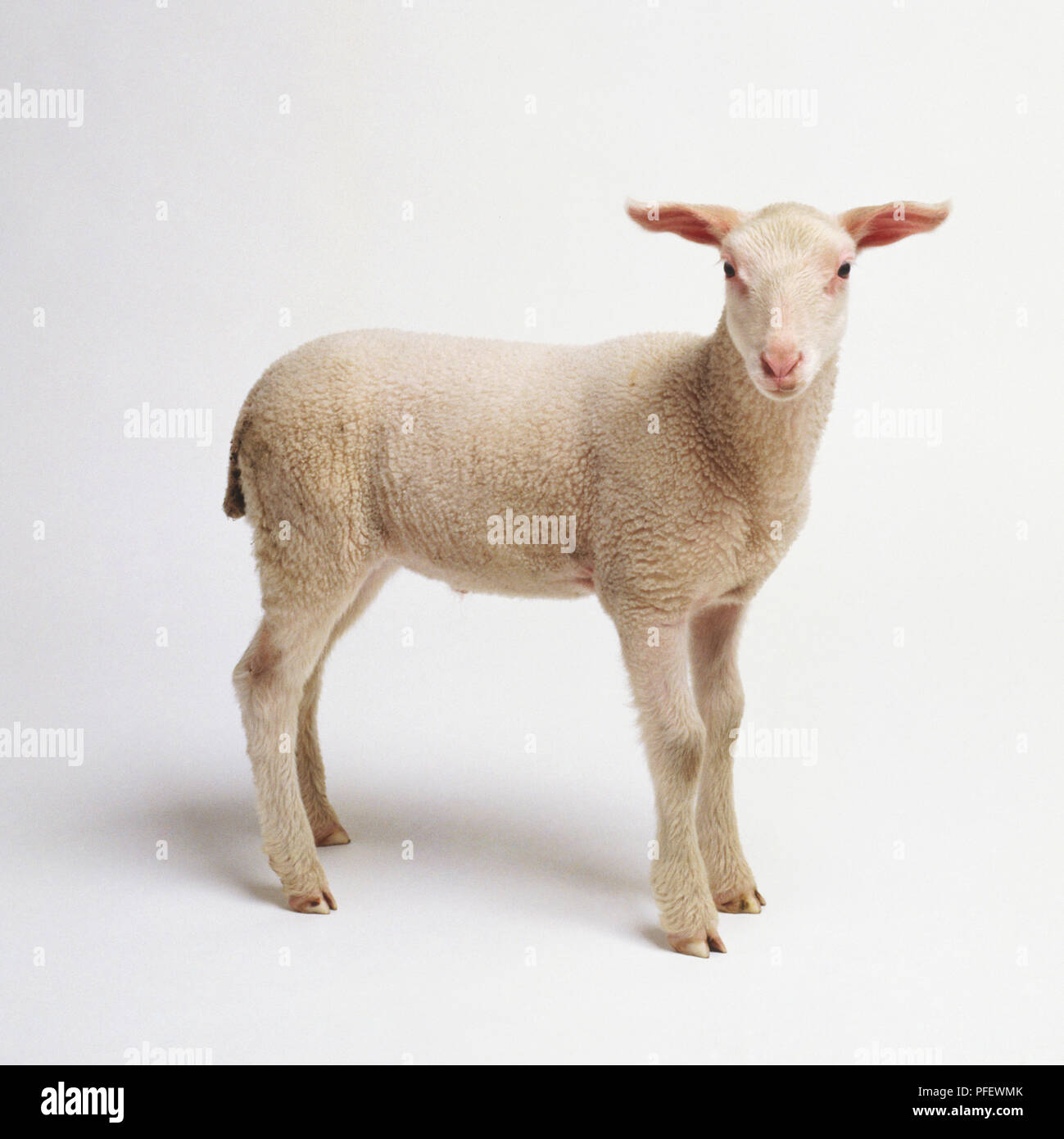 Lamb (Ovis aries) standing, facing forward Stock Photo - Alamy
