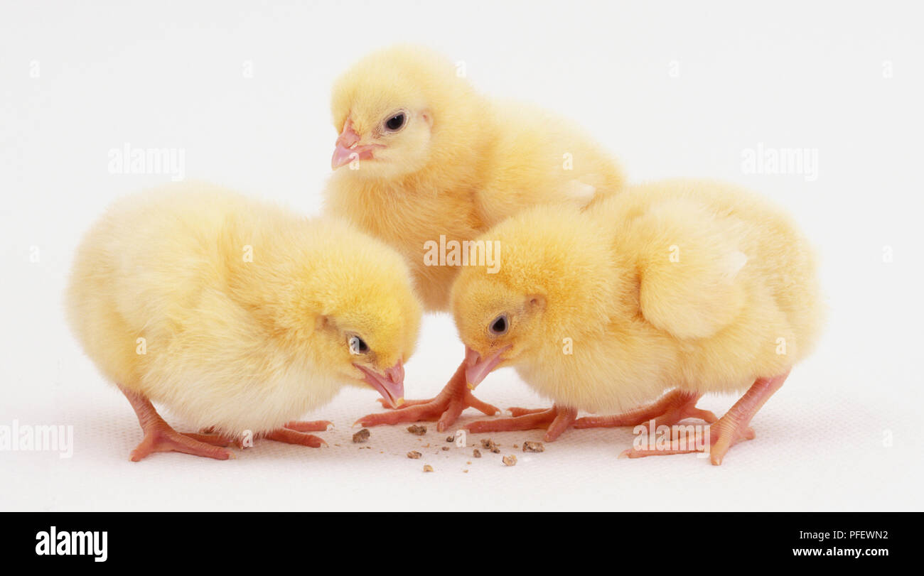 Development of chicks hi-res stock photography and images - Alamy