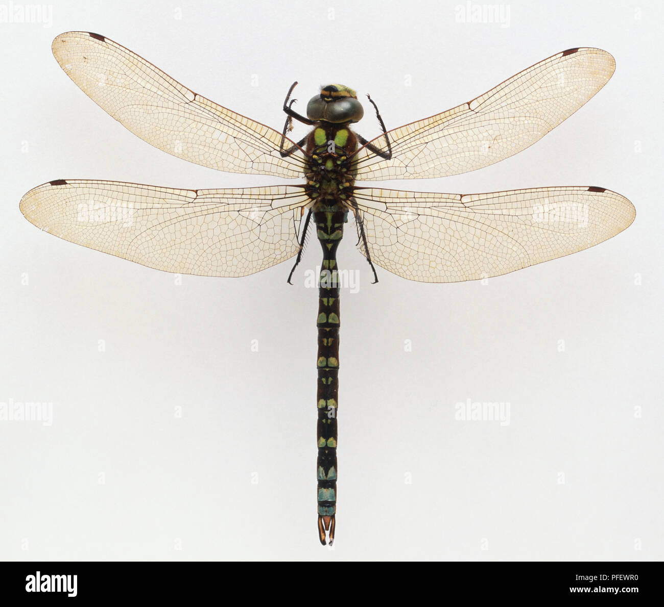 Dragon, view from above Stock Photo - Alamy