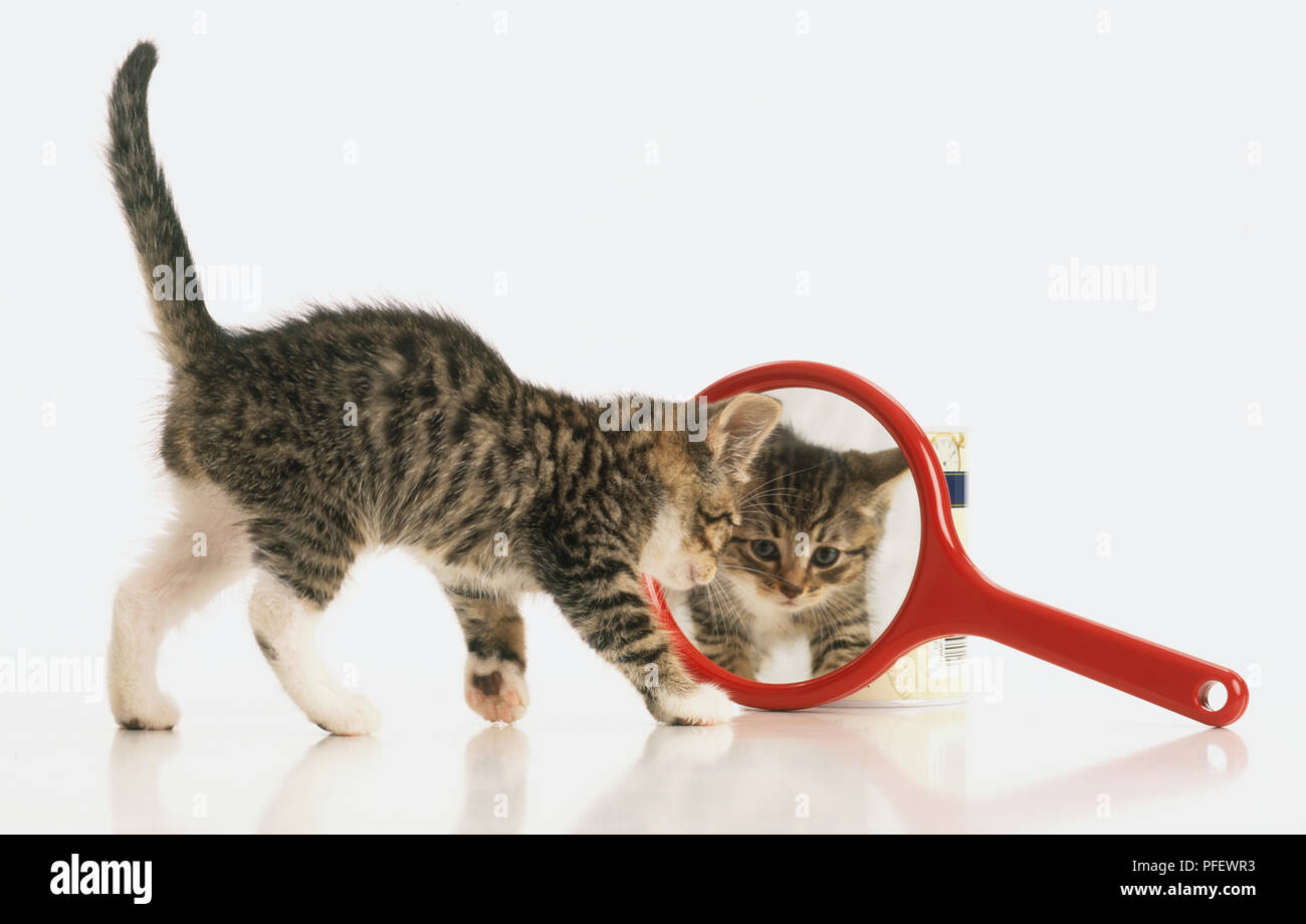 Kitten (Felis sylvestris catus) looking at its reflection in a hand ...