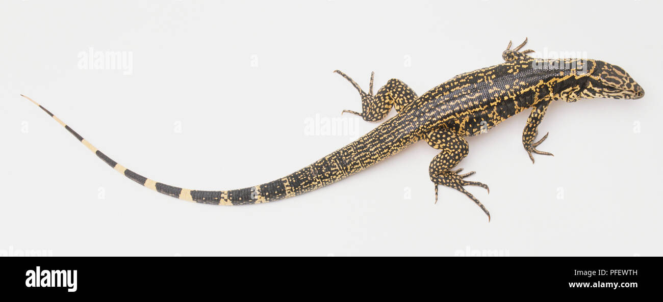 Fringe-Toed Lizard (Uma notata), view from above Stock Photo - Alamy