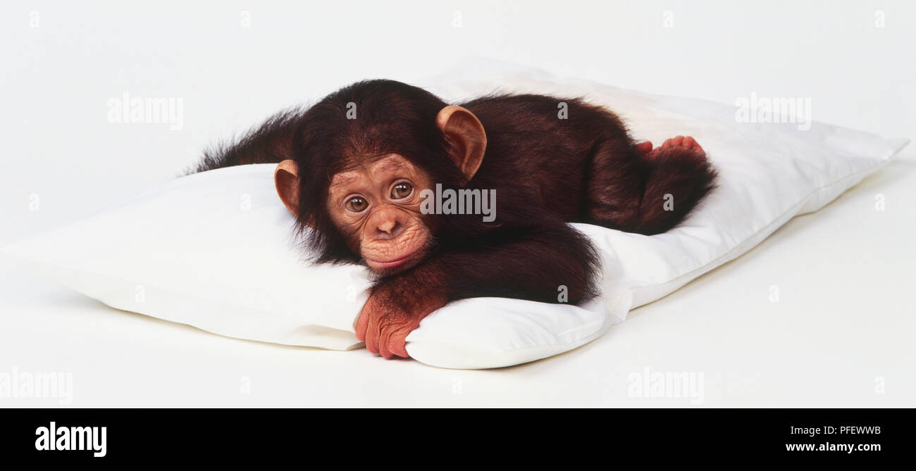 Baby Chimpanzee (Pan troglodytes) lying down on white pillow with its ...