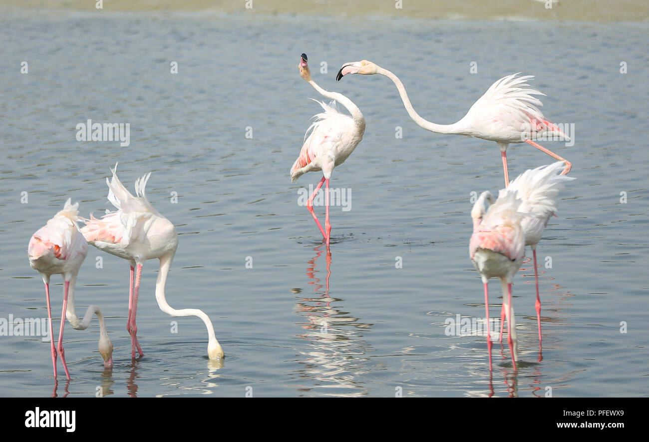 Animals fighting hi-res stock photography and images - Alamy