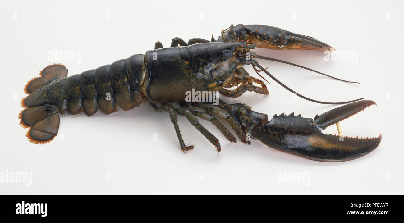 American Lobster (Homarus americanus), side view Stock Photo - Alamy