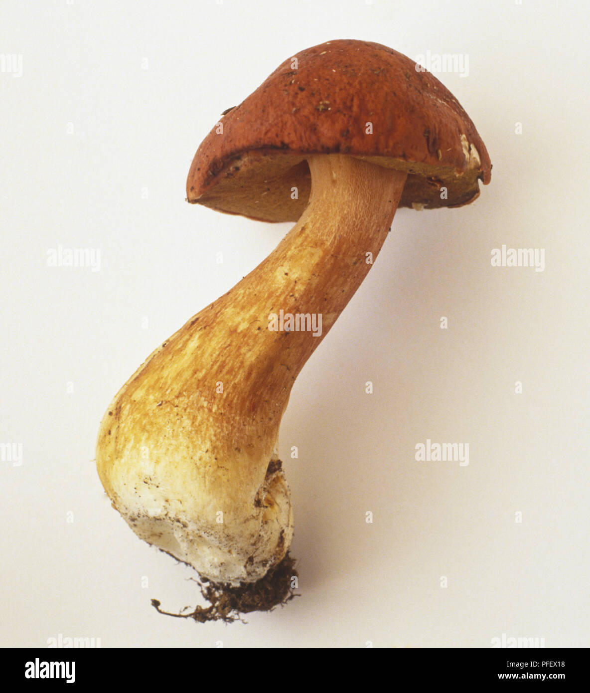 Boletus edulis, Porcini mushroom showing reddish-brown cap Stock Photo ...