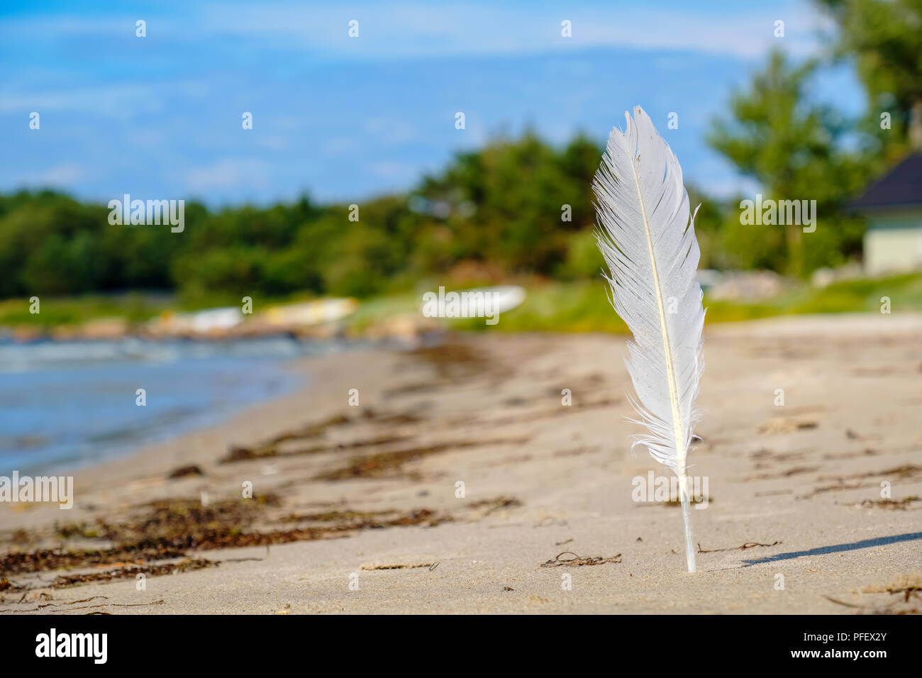 Feather beach hi-res stock photography and images - Alamy