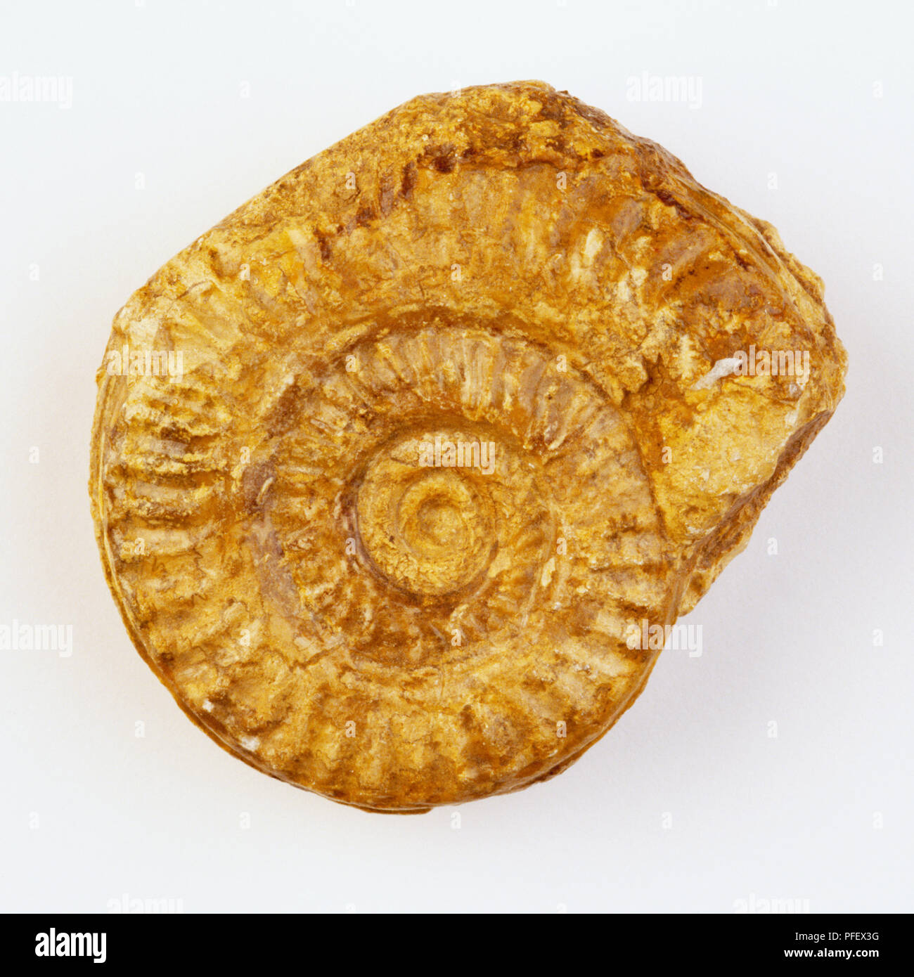 Fossilised spiral-shaped shell Stock Photo - Alamy