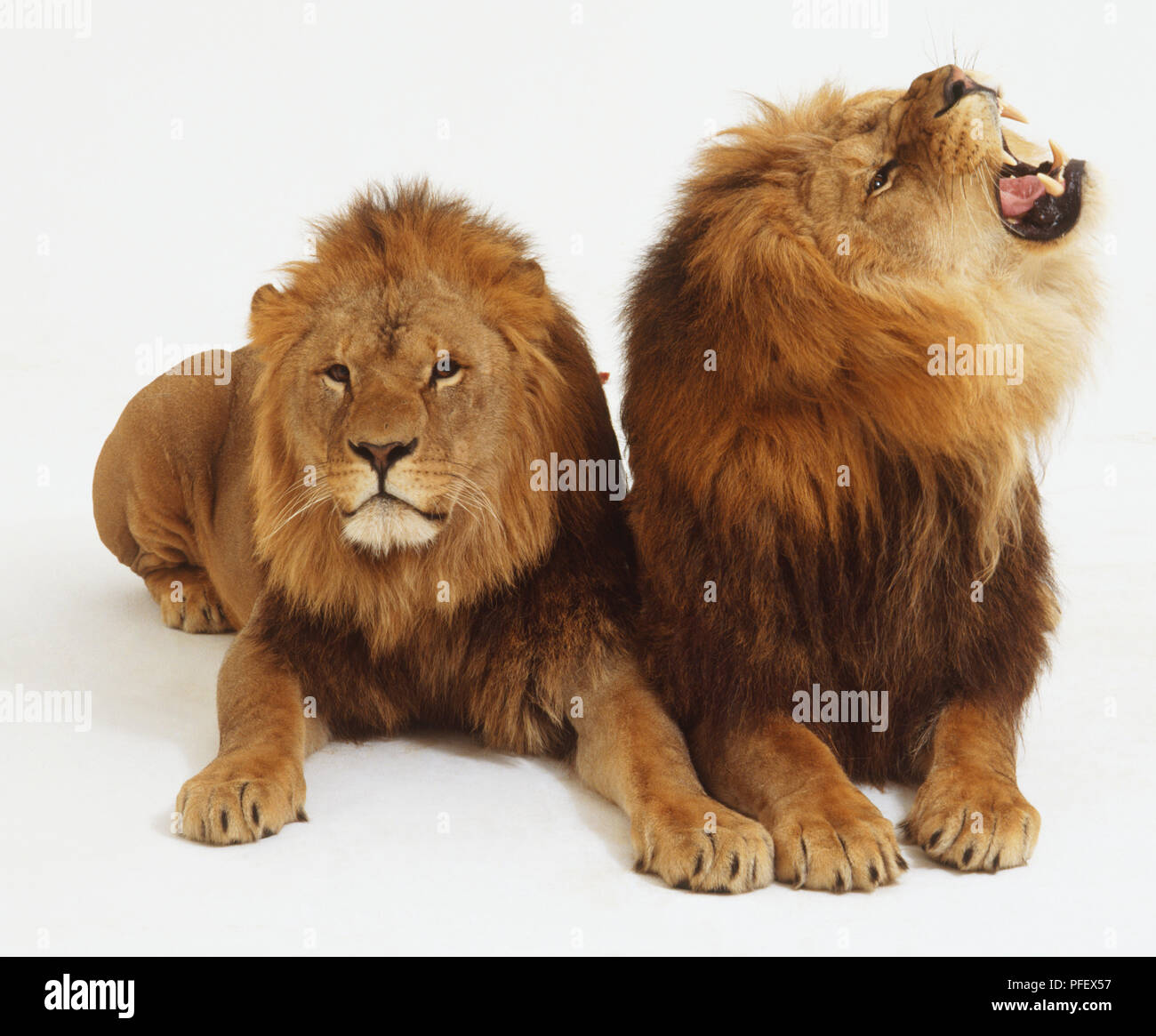 Two Lions (Panthera leo) lying on their front side by side, one roaring ...