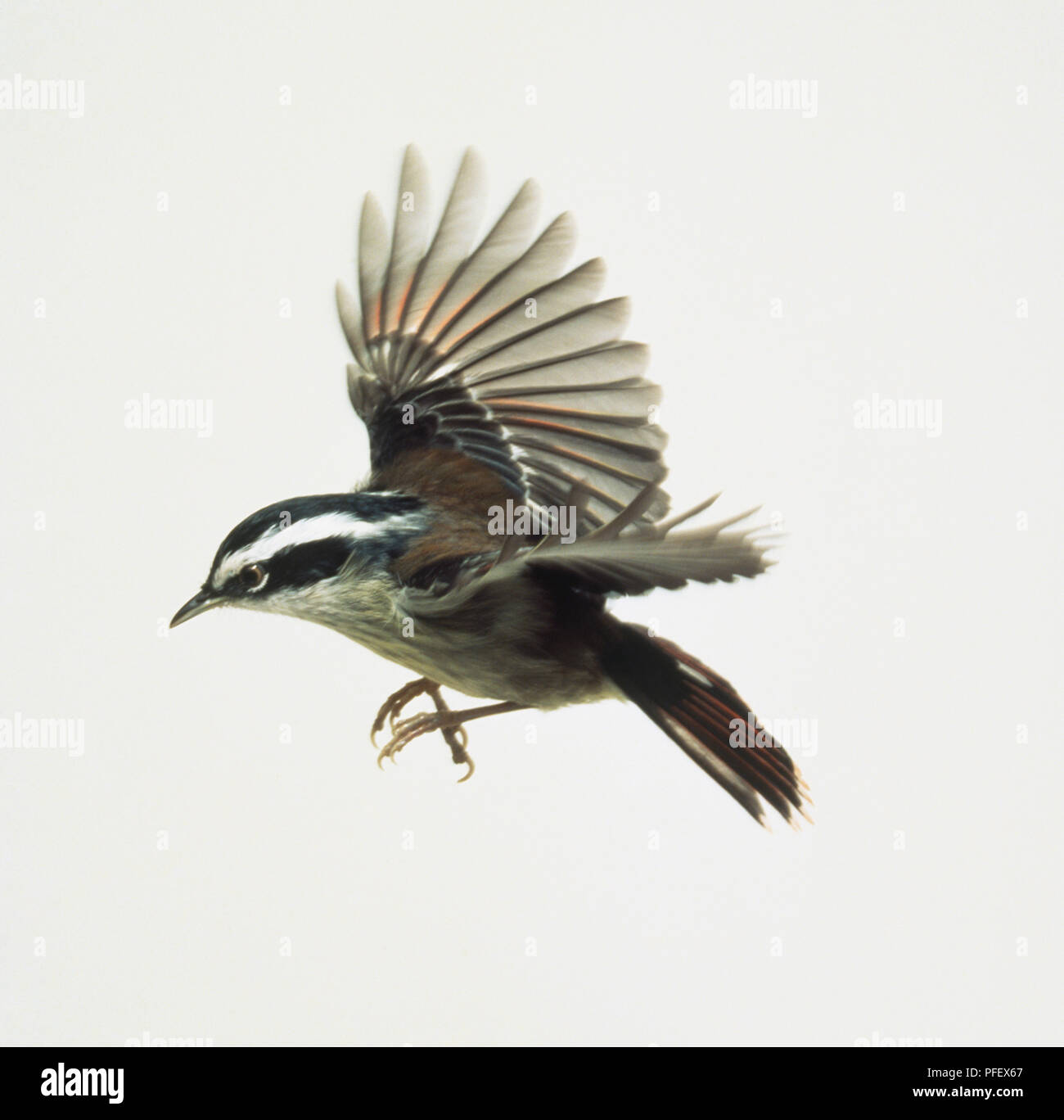 Red-tailed Minla (Minla ignotincta) in flight with its wings raised ...