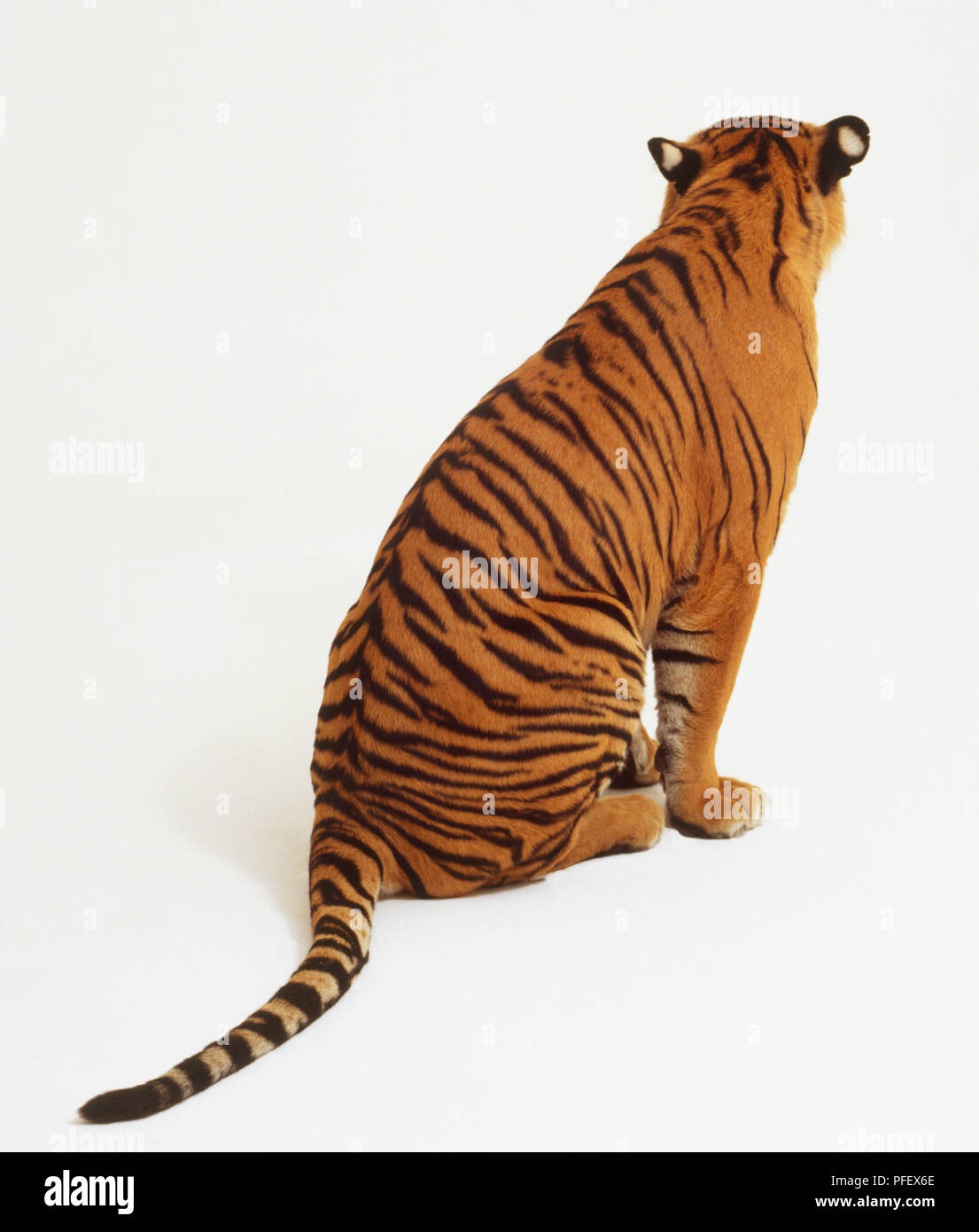 Sitting Tiger (Panthera tigris), rear view Stock Photo - Alamy