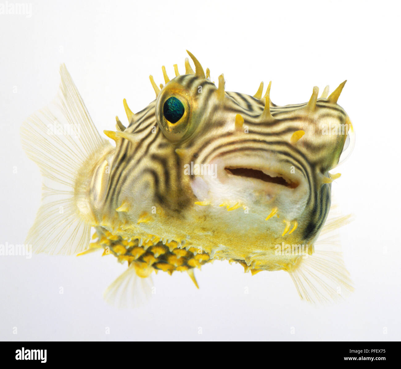 Chilomycterus hi-res stock photography and images - Alamy