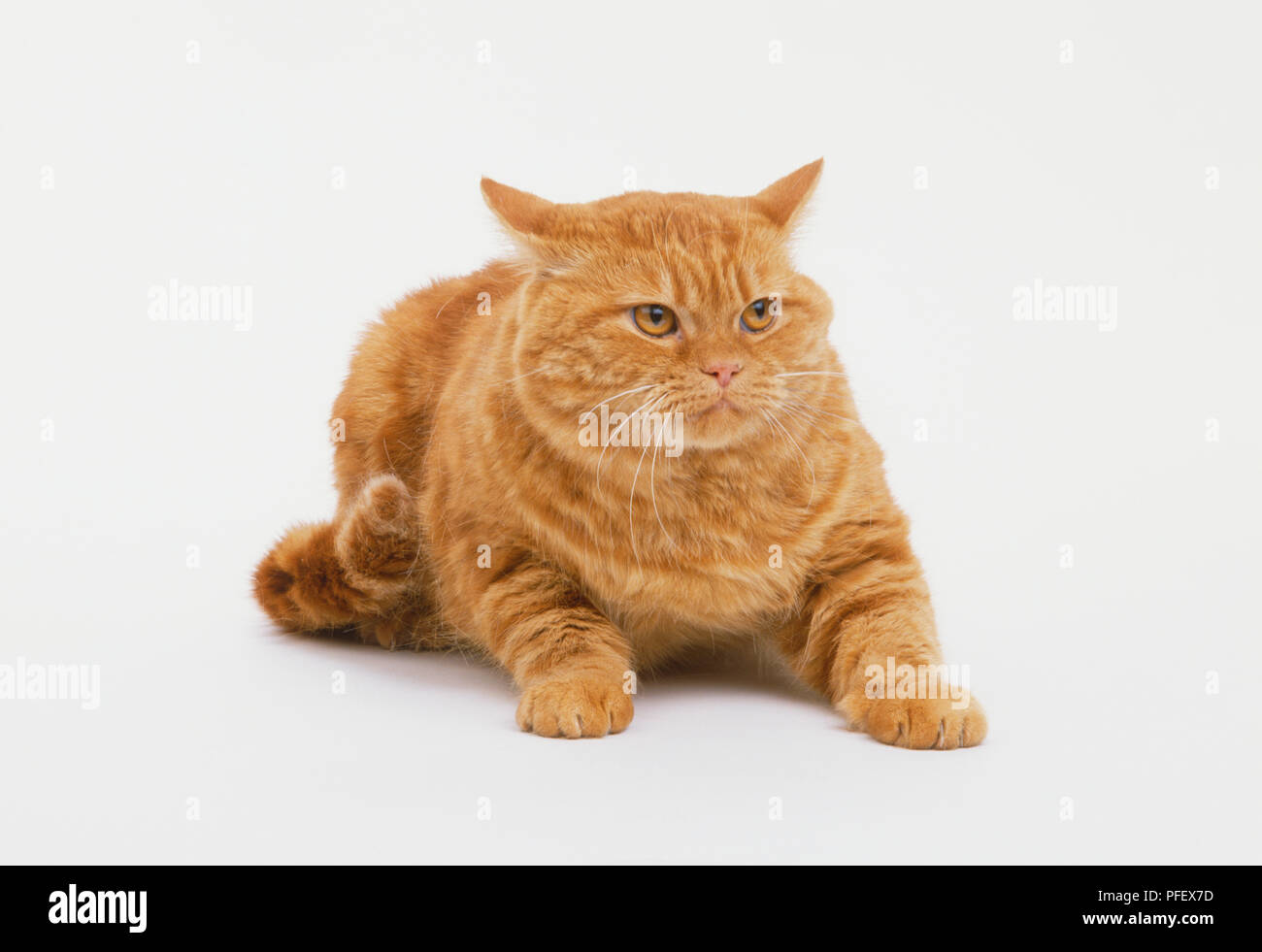 Ginger tabby cat lying down with paws out front, ears flipped back ...
