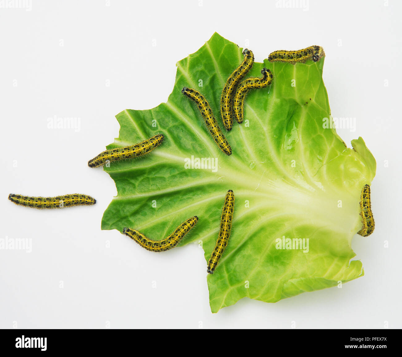 Food for caterpillars hi-res stock photography and images - Alamy