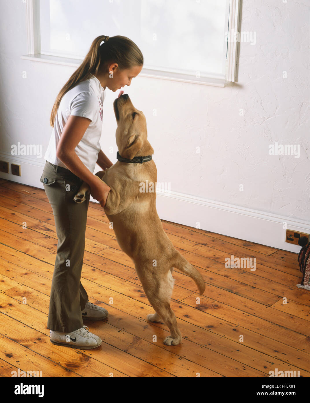 Girl holding a Labrador Retriever by front paws, standing face to face ...
