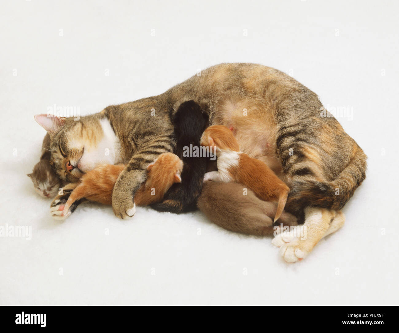 Different coloured kittens hi-res stock photography and images - Alamy