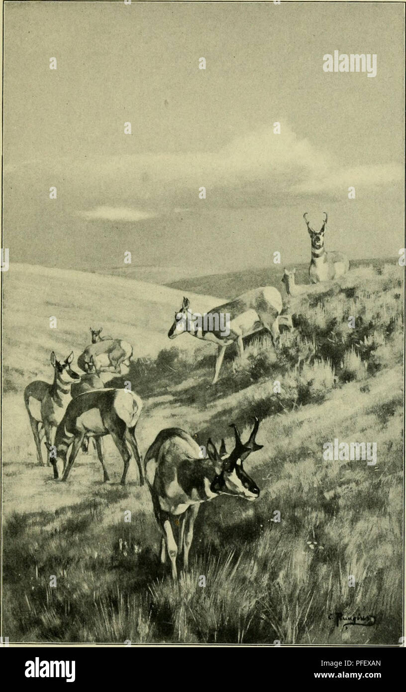 This work by Roosevelt, Van Dyke, Elliot, and Stone covers various ...