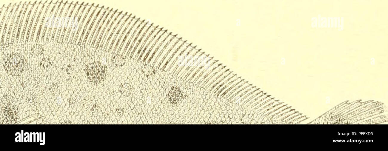 The image depicts various deep-sea fish species observed during ...