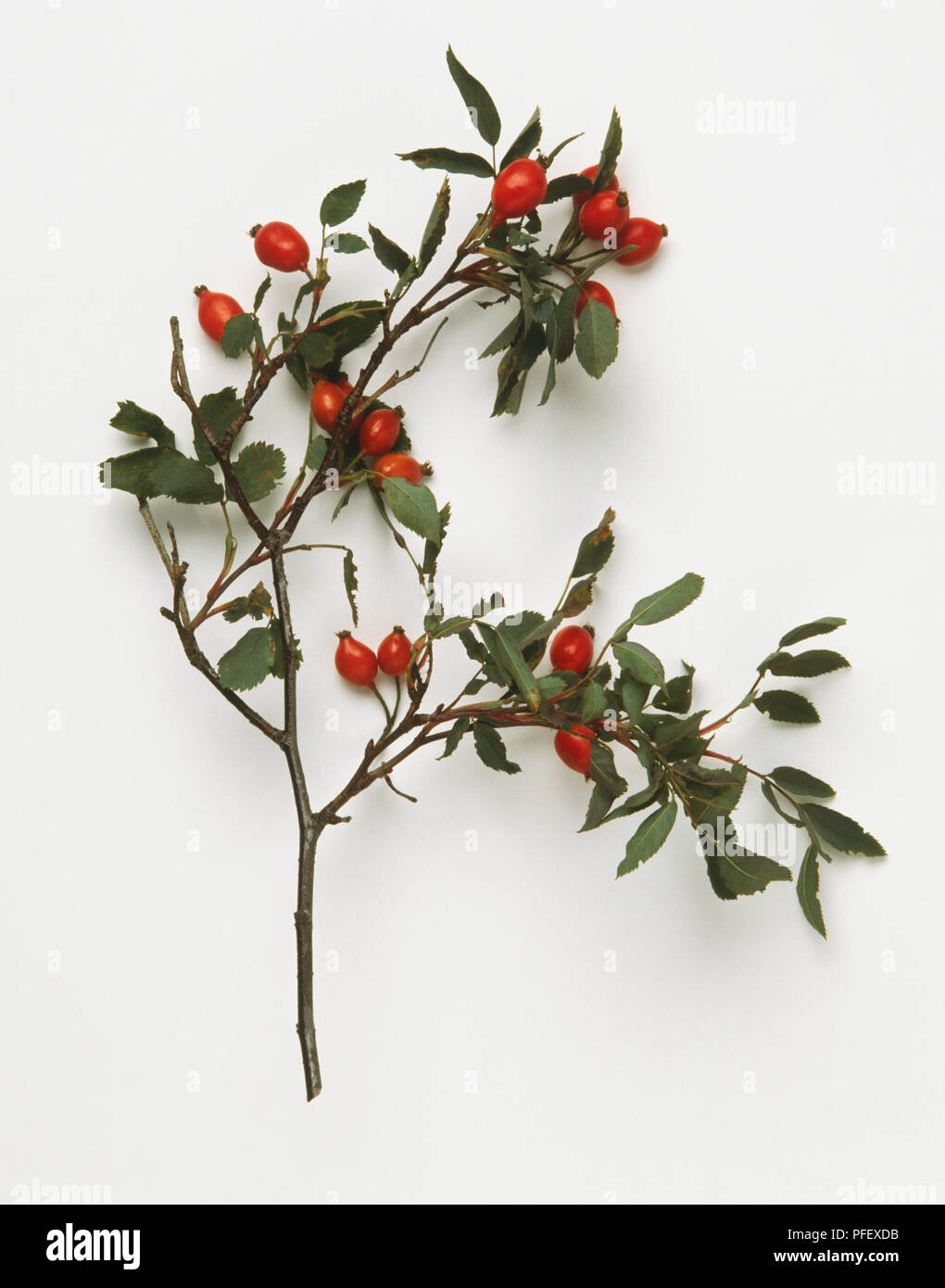 Hawthorn Branch