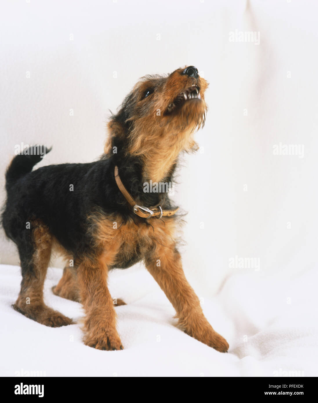Standing Terrier Puppy (Canis familiaris) raising its head and baring ...