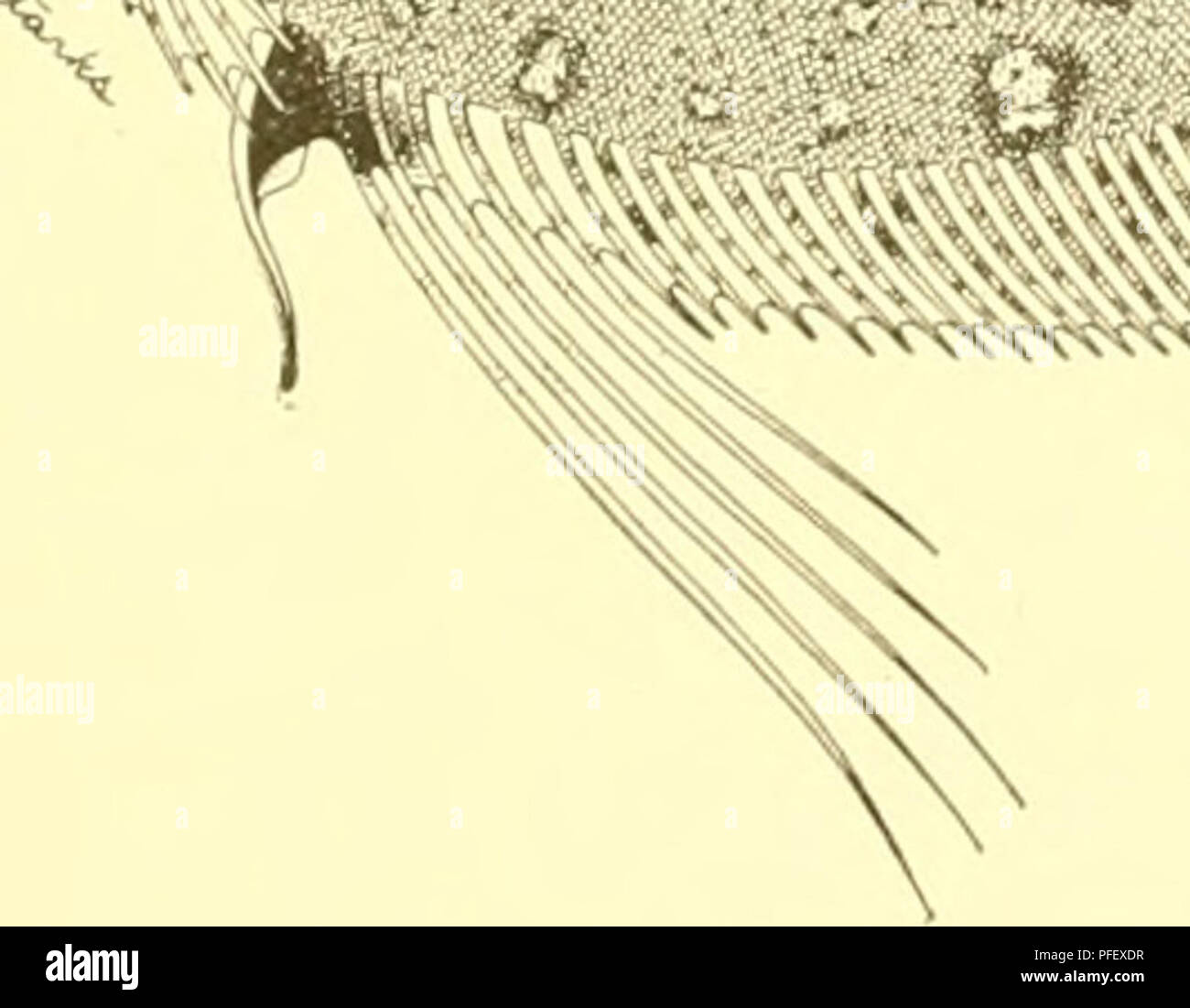 Ctenoid scales hi-res stock photography and images - Alamy