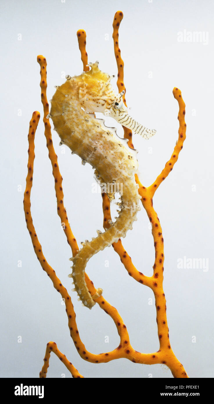 A Seahorse (Hippocampus) side view Stock Photo - Alamy