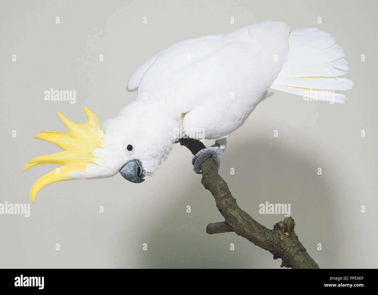 Sulphur-crested Cockatoo (Cacatua Sulphurea), a white bird with a ...