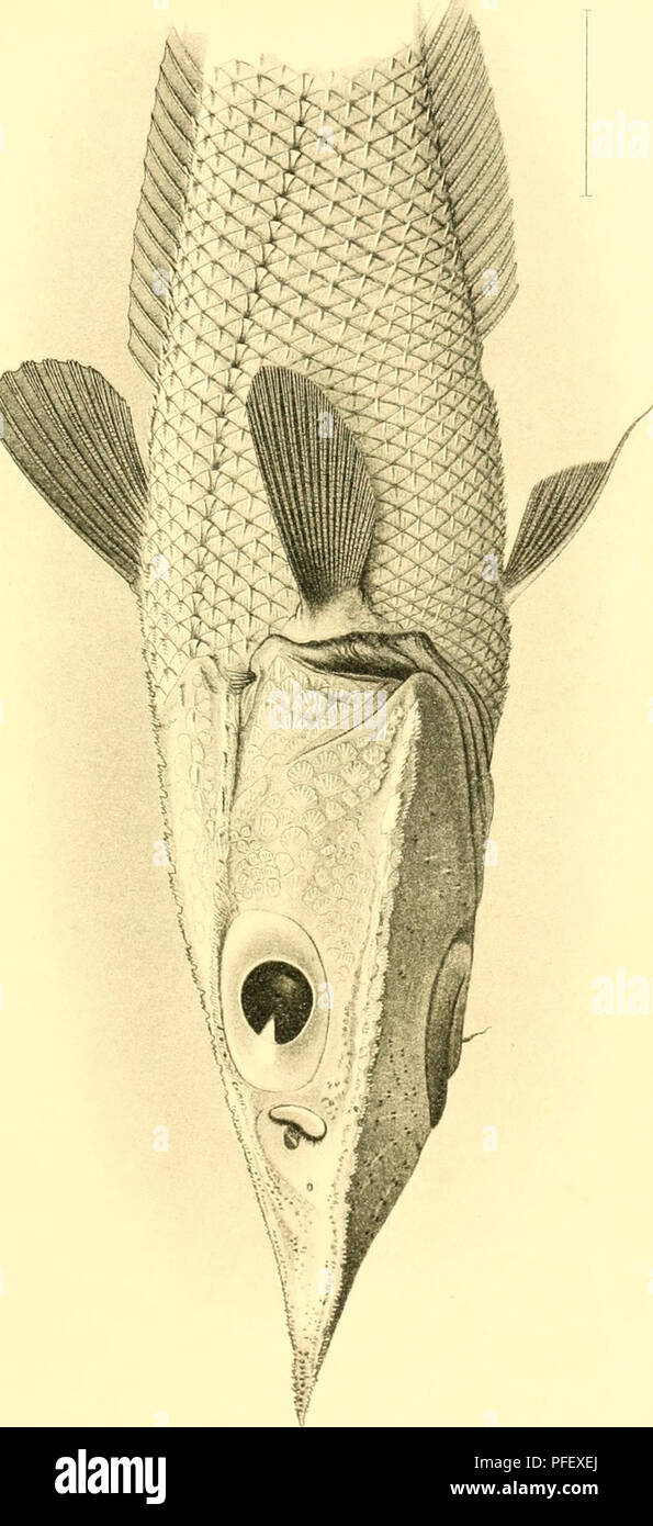 This image is from 'The Deep-Sea Fishes of the Hawaiian Islands,' a ...