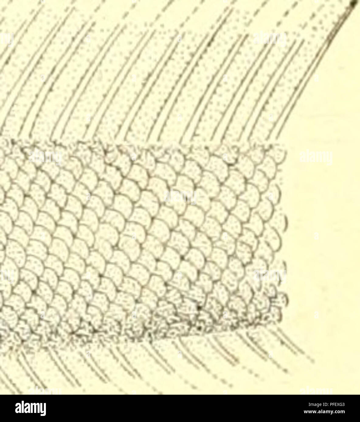 Dusky albatross hi-res stock photography and images - Alamy