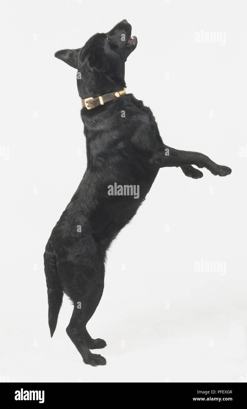 Black Labrador Retriever dog (Canis familiaris) on hind legs, side view ...