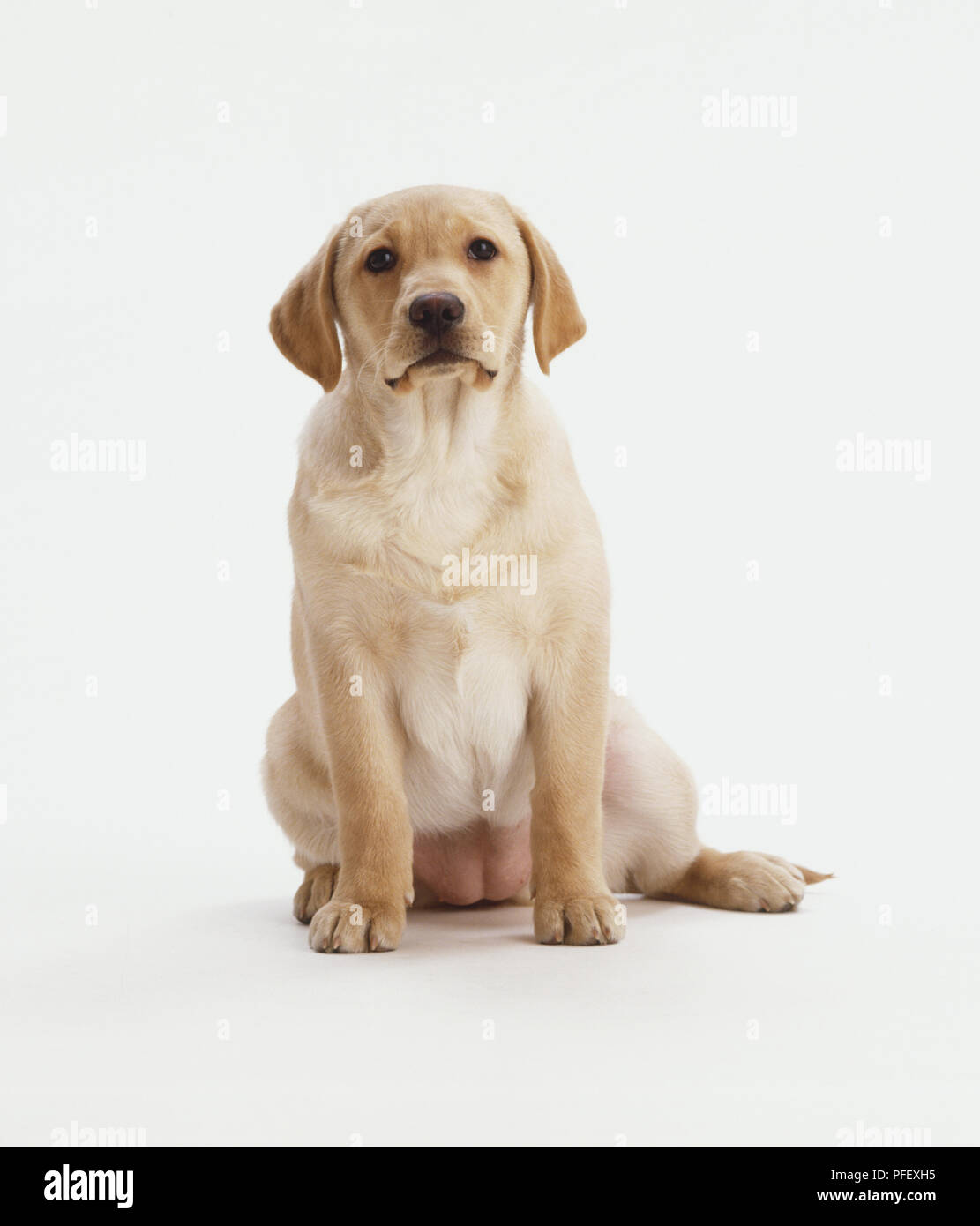 Sitting Labrador Retriever Puppy (Canis familiaris), front view Stock ...